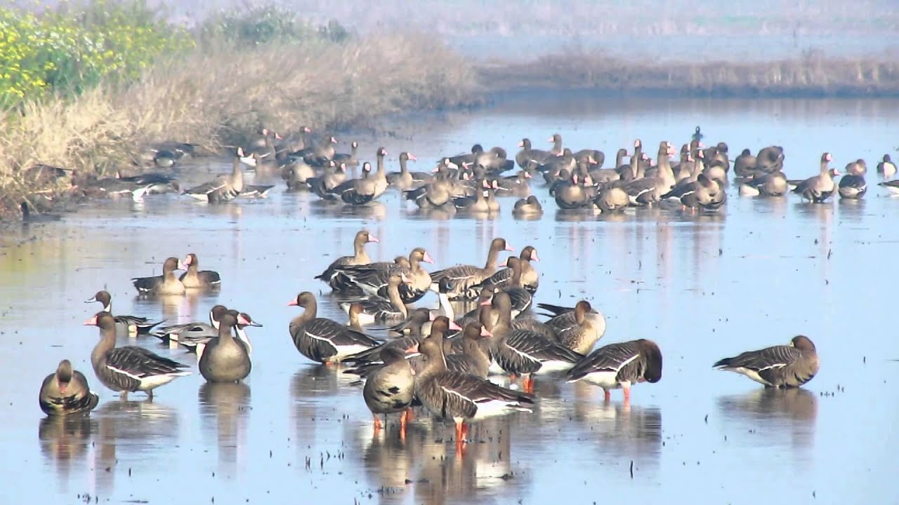 Specklebelly Geese in Pleasant Grove - YouTube