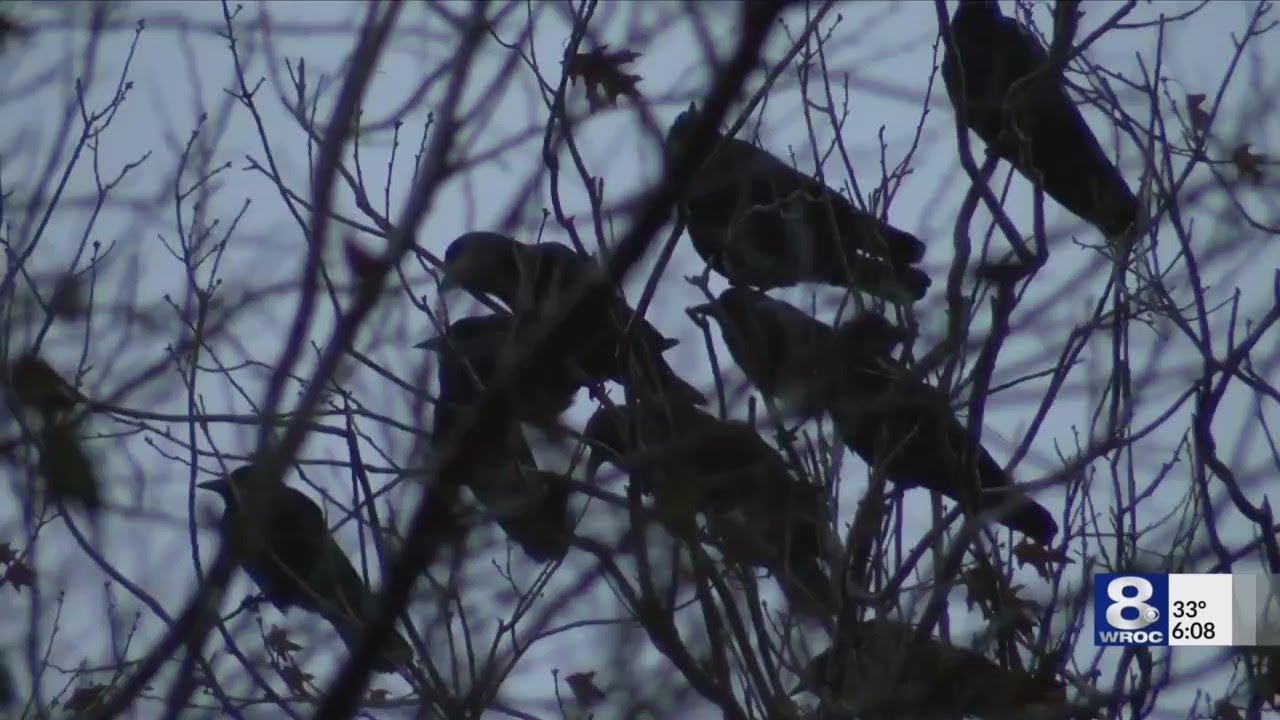 City of Rochester tries to disperse thousands of crows in downtown ...