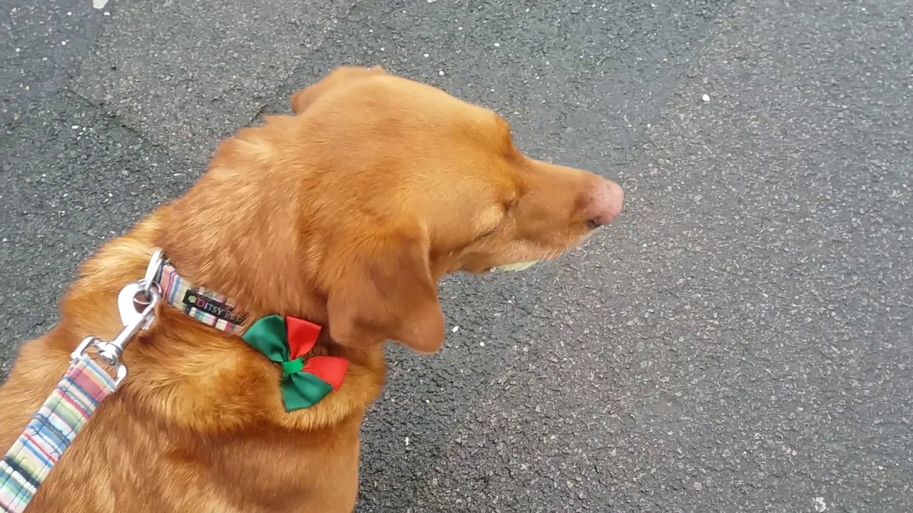 Evie Fox Red Labrador collar now Fox poo on it - YouTube