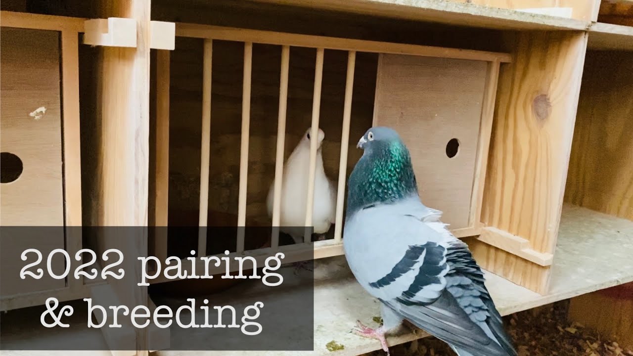2022 pairing and breeding racing pigeons! - YouTube