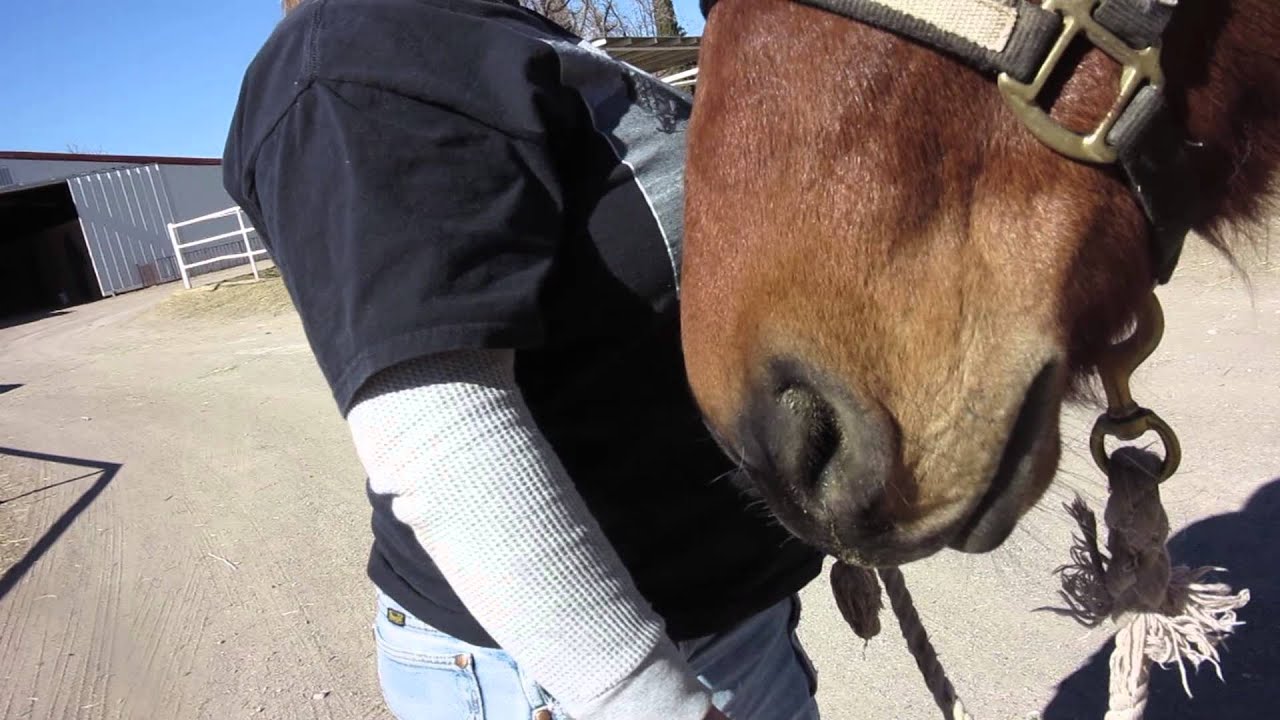 Jake's Vet Visit Jan. 2013 - YouTube