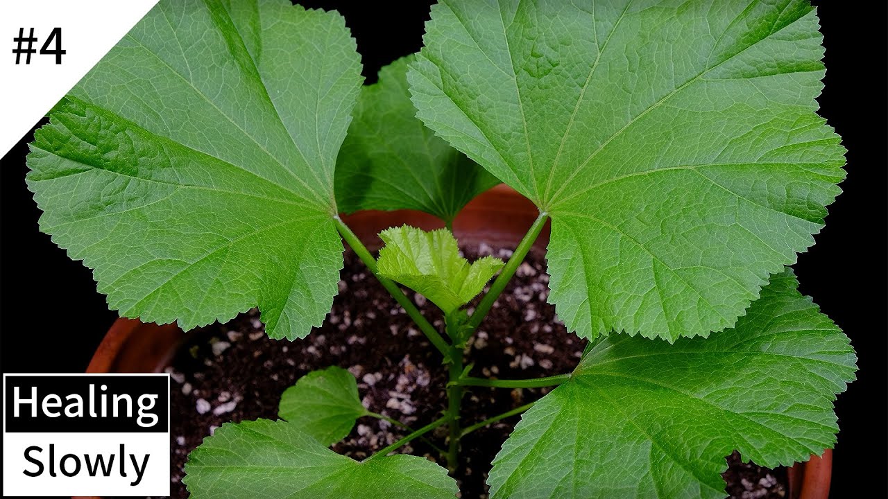 Mallow #4 Time Lapse 4K | Grow Up House Plant | Relaxing Piano Music ...