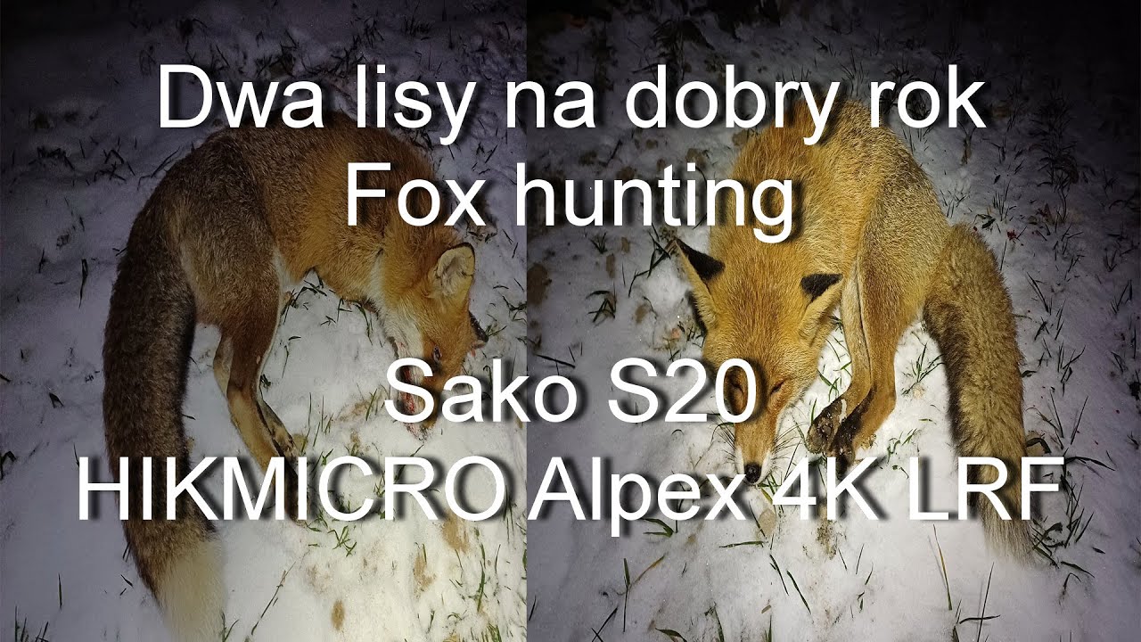 #65 Dwa lisy na dobry początek roku (138m, 56m). Fox huntung. #alpex4k ...