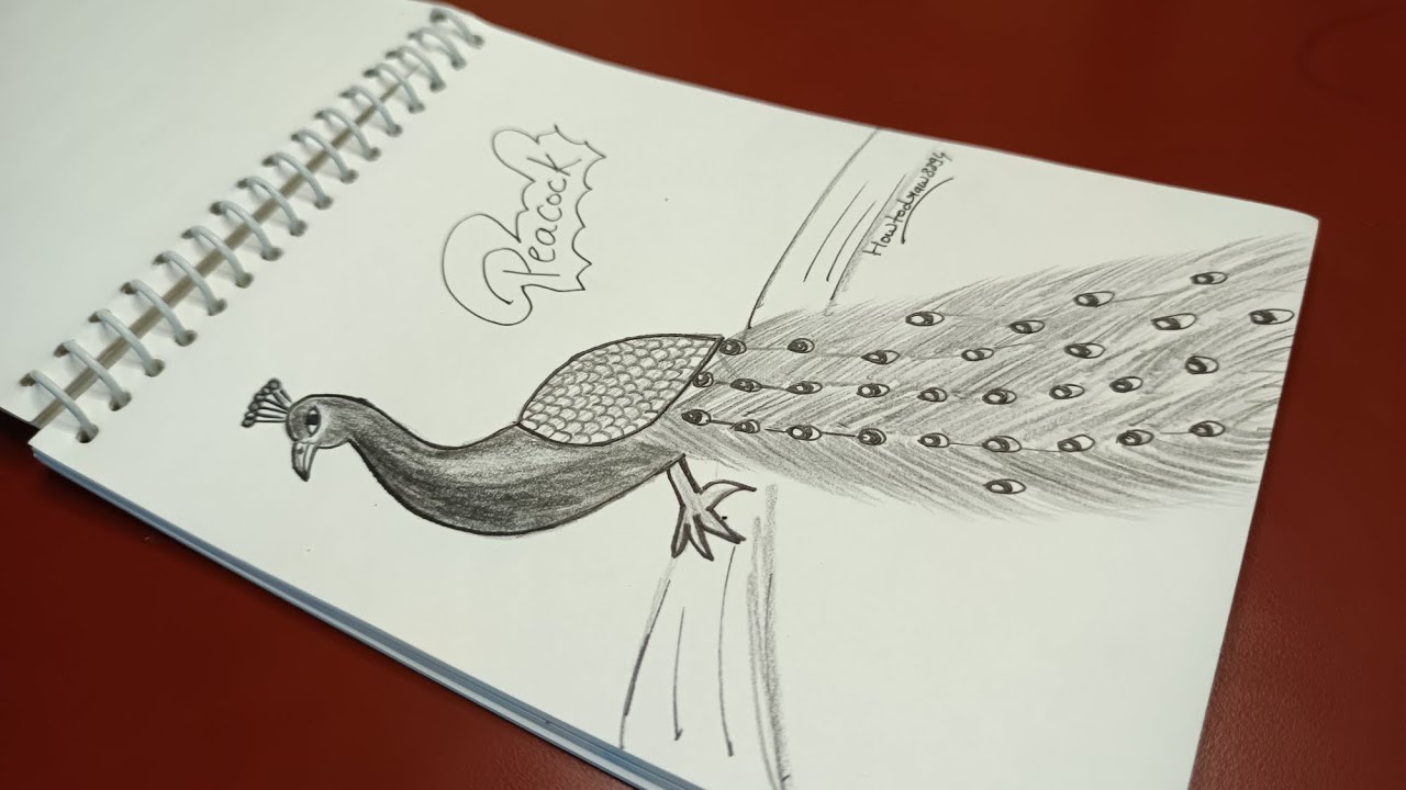 How to draw peacock | easy drawing | step by step draw | pencil drawing ...