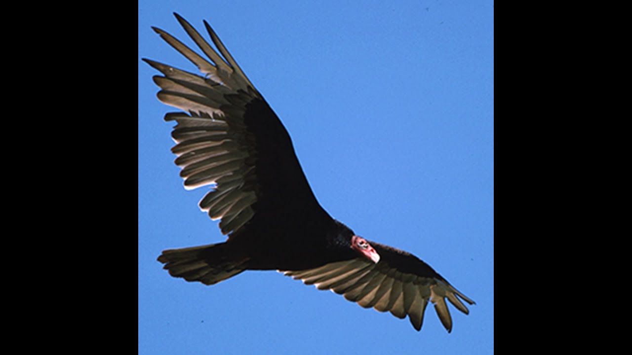 ntroduction to In-Flight Raptor Identification - YouTube