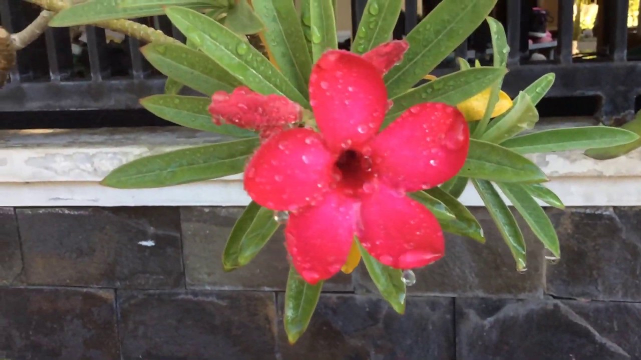 MENYIRAM BUNGA DI PAGI HARI!?!?!? - YouTube