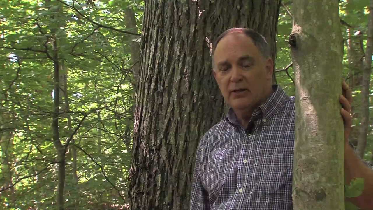 ADDITIONAL TREE CHARACTERISTICS - YouTube