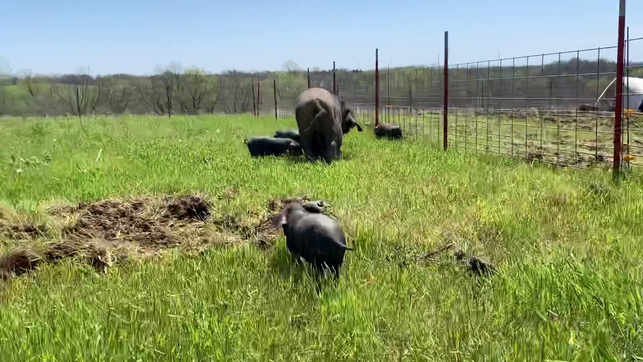 Meishan Pigs at the Odd Bird Farm - YouTube