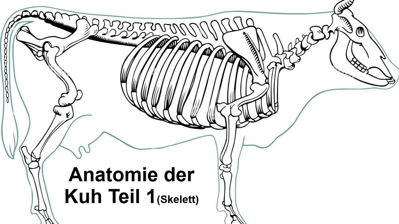 Anatomie der Kuh Teil 1 Skelett - YouTube