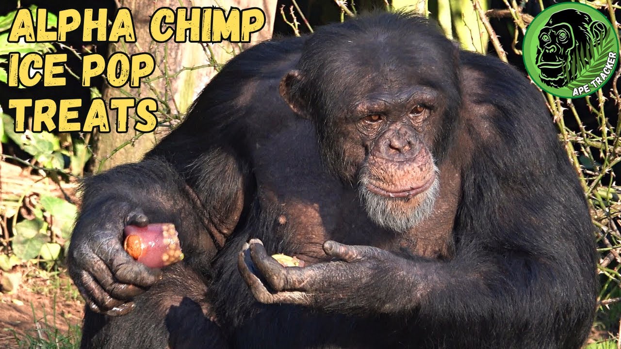 Alpha Chimp Claims Huge Stash Of Ice Pops #chimpanzee - YouTube