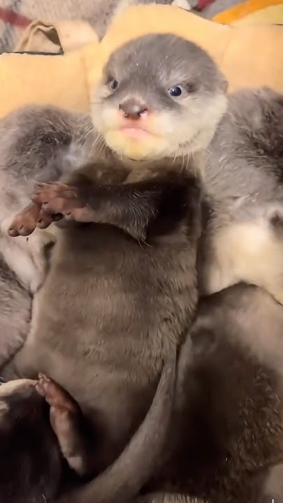 Sleepy Otter 🦦 #cute #cuteanimal #otter #cuteotter - YouTube