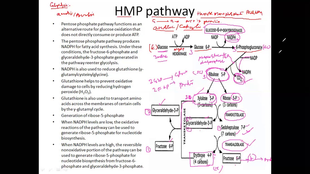 HMP& ED pathway - YouTube