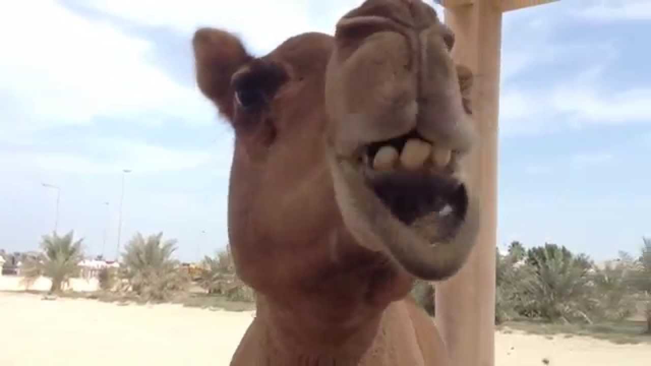 Camel chewing - YouTube