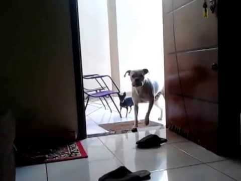 Boxer resmungando