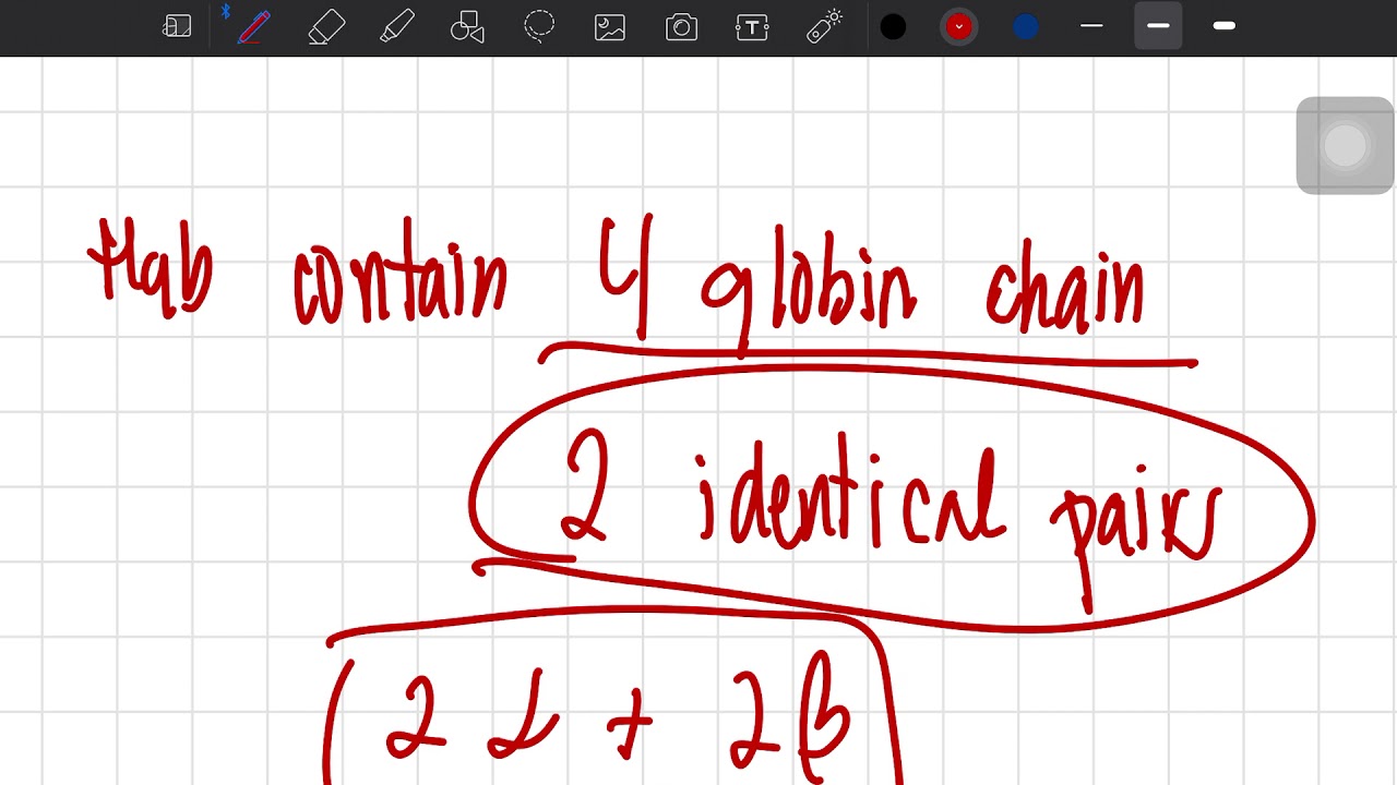 How Can I Memorize The Globin Chains In A Hemoglobin Within FIVE How Can I Memorize The Globin Chains In A Hemoglobin Within FIVE