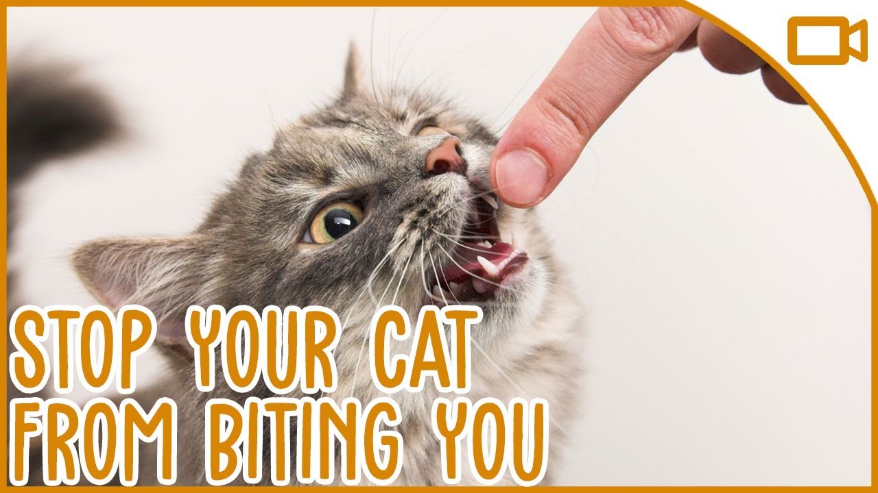 How To Stop Your Cat From Biting You YouTube How To Stop Your Cat From Biting You YouTube