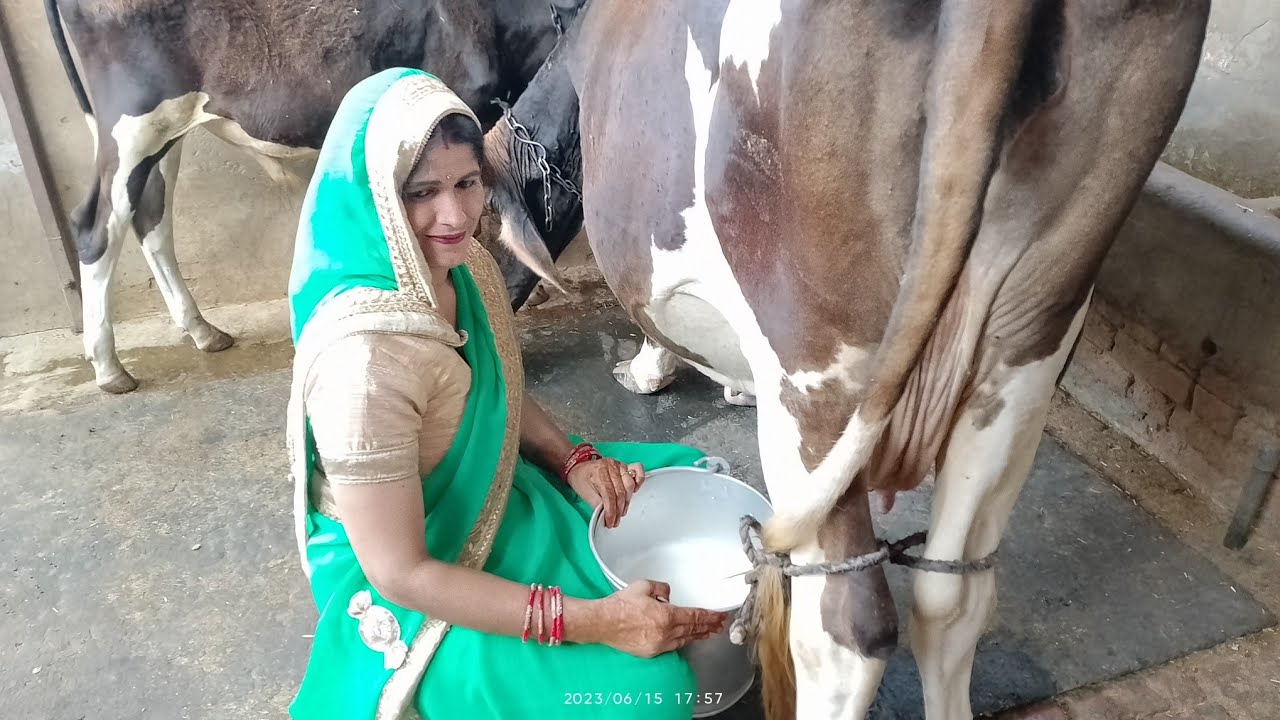 Milking Routine with our HF Family milk cow 🐄🐄 video - YouTube
