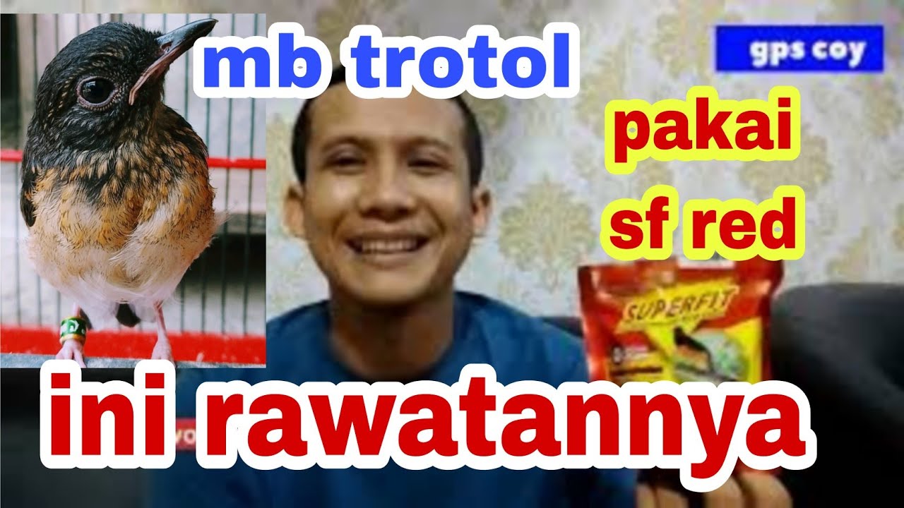 voer superfit red untuk murai batu trotol - YouTube