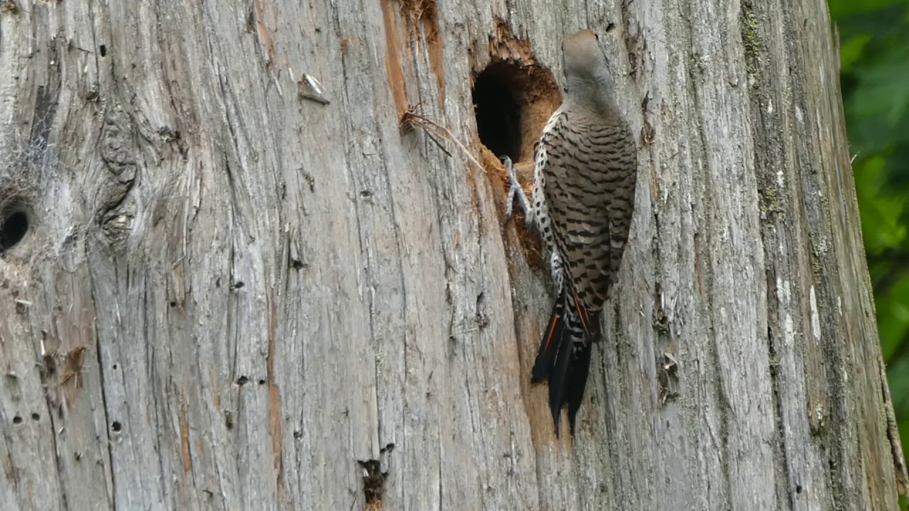 NORTHERN FLICKER. FEEDING BABY - YouTube