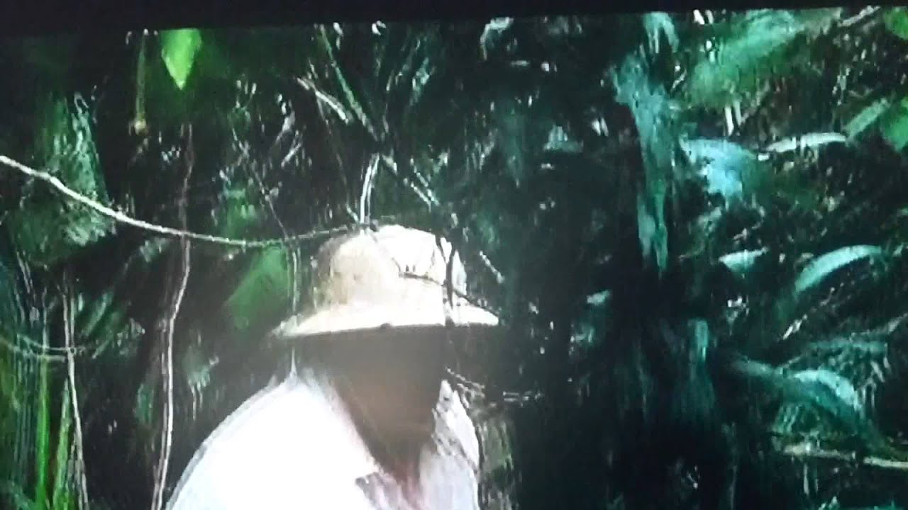 WSU Cougar Fight Song by Tom Tuttle from Tacoma (1) - YouTube