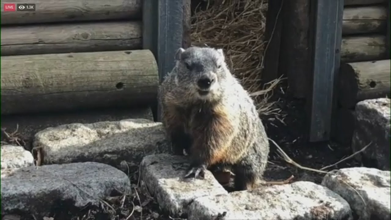 Groundhog Day 2025: Staten Island Chuck predicts early spring - YouTube