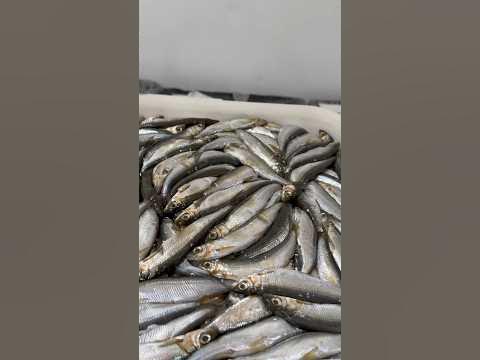 Тугунок🐟🔥 Якутия, река Оленек #азбукасевера #тугунок - YouTube