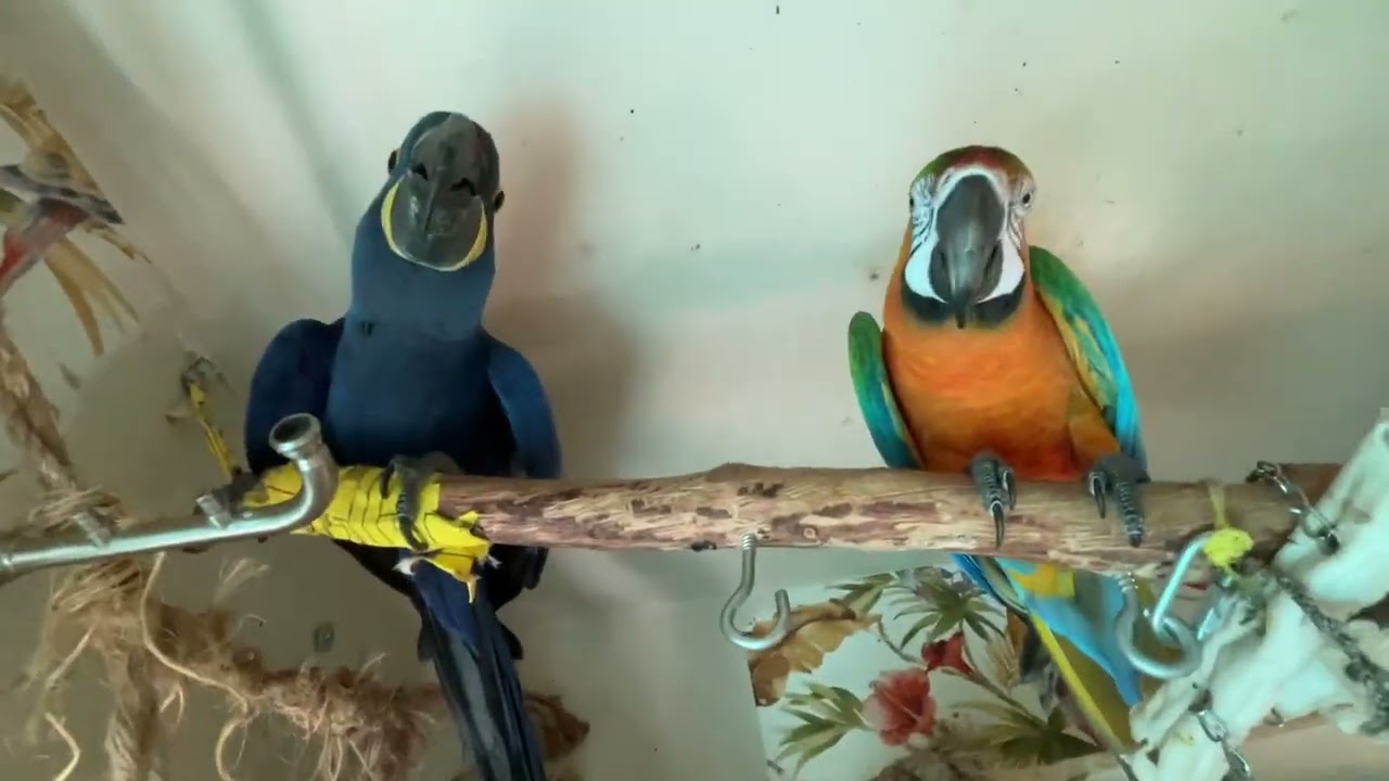 My Hyacinth Macaw Baby Love started talking his first words - YouTube