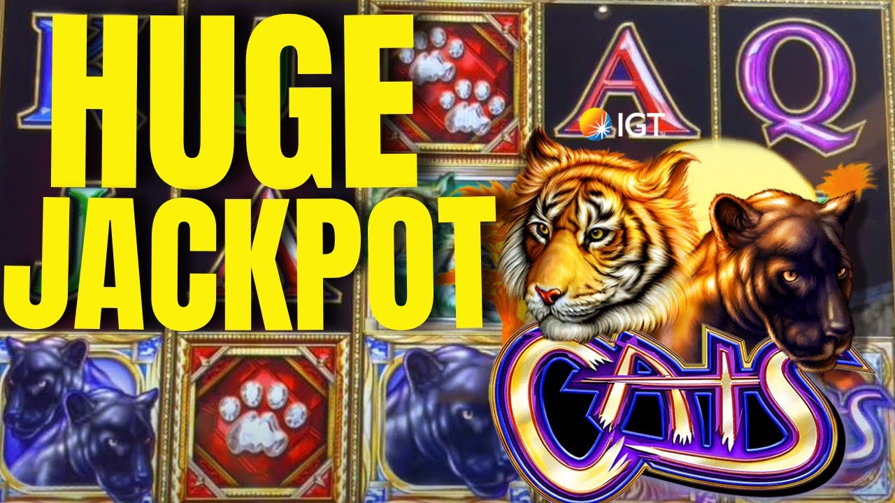 CATS! JACKPOT! I LOVE CATS.....BUT I LOVE DOGS MORE 🤣 LIVE PLAY AT ...