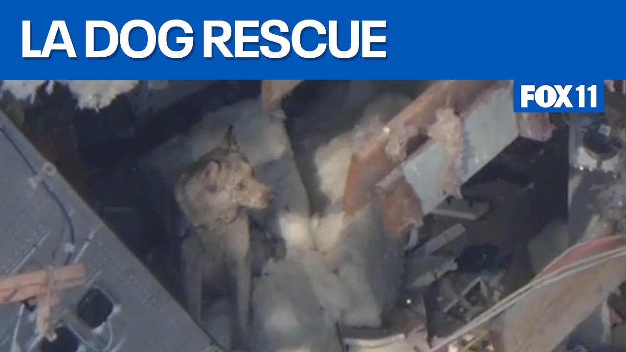 Dog rescue following LA house explosion - YouTube