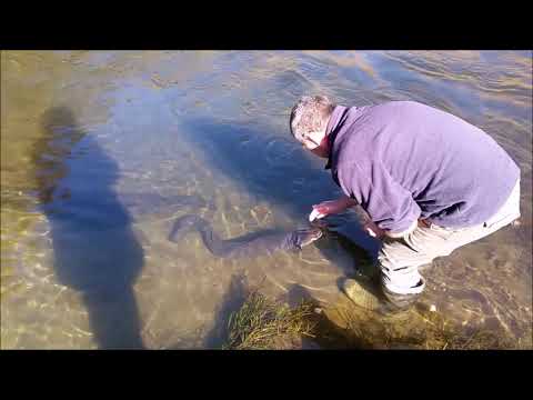 Feeding friendly eels - YouTube