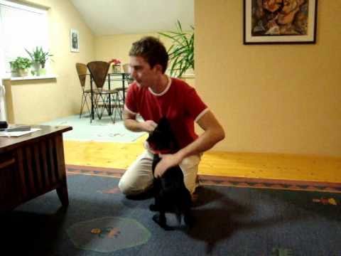 Falko1 .wmv - YouTube