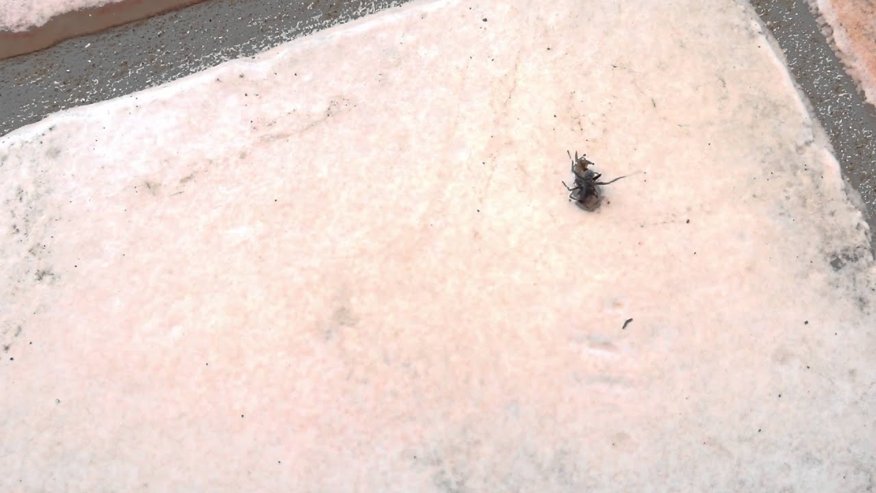 Ant eats fly - YouTube