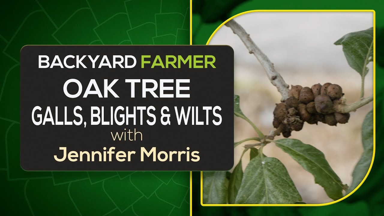 Oak Tree Problems Explained: Common Diseases, Pests & How to Fix Them ...