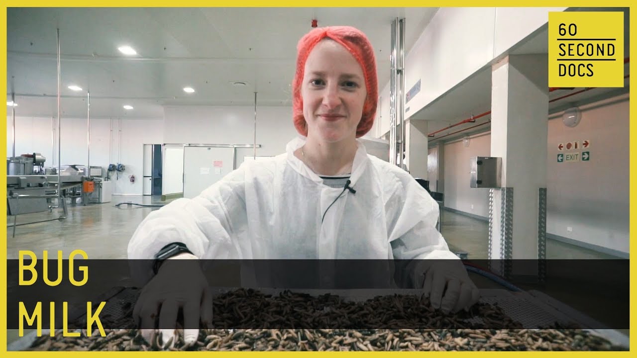 Bug Milk // 60 Second Docs - YouTube