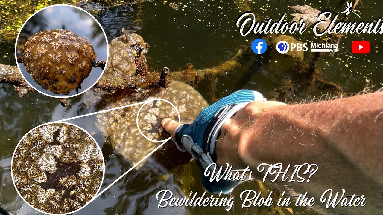 What's THIS? Bewildering Blob in the Water | Outdoor Elements - YouTube