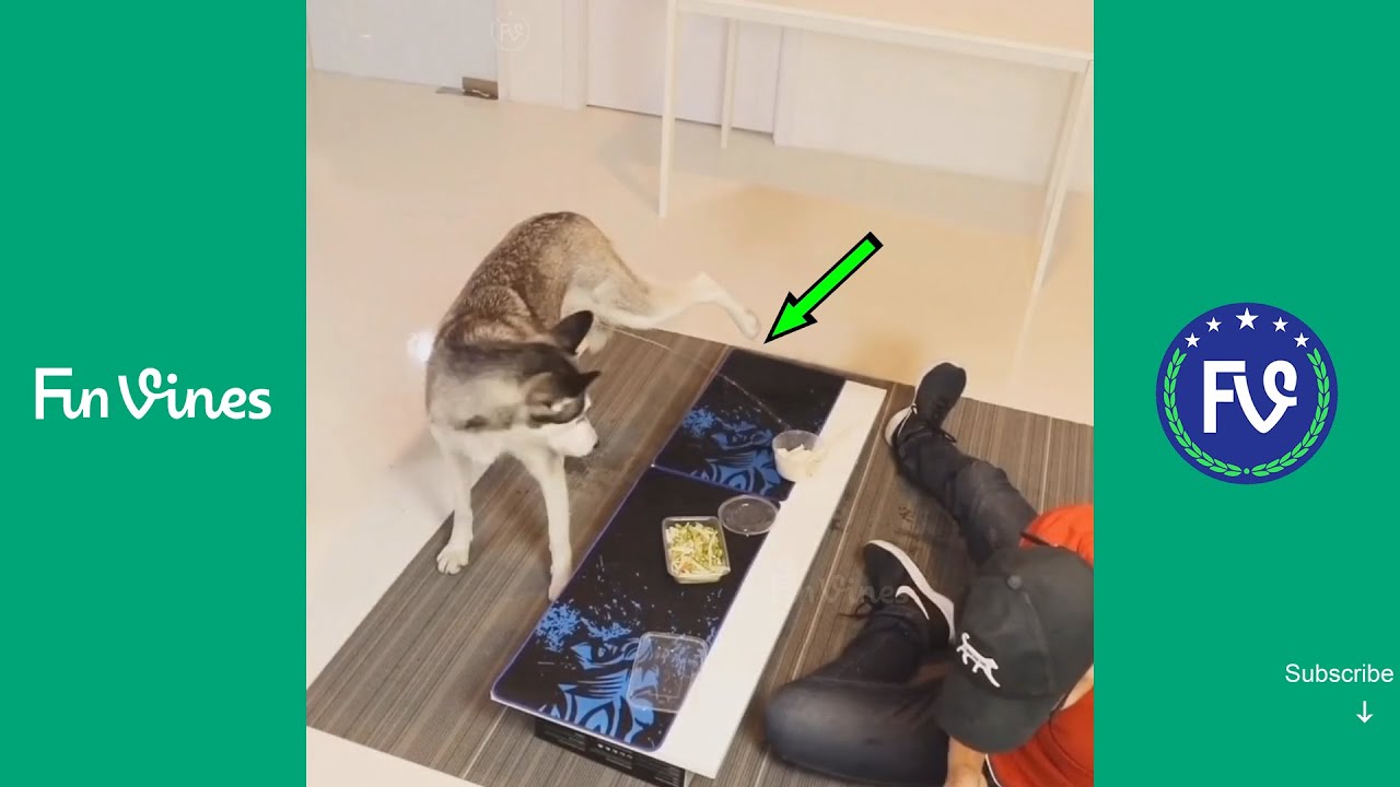 Prank husky - Fun Videos Compilation P30 - YouTube