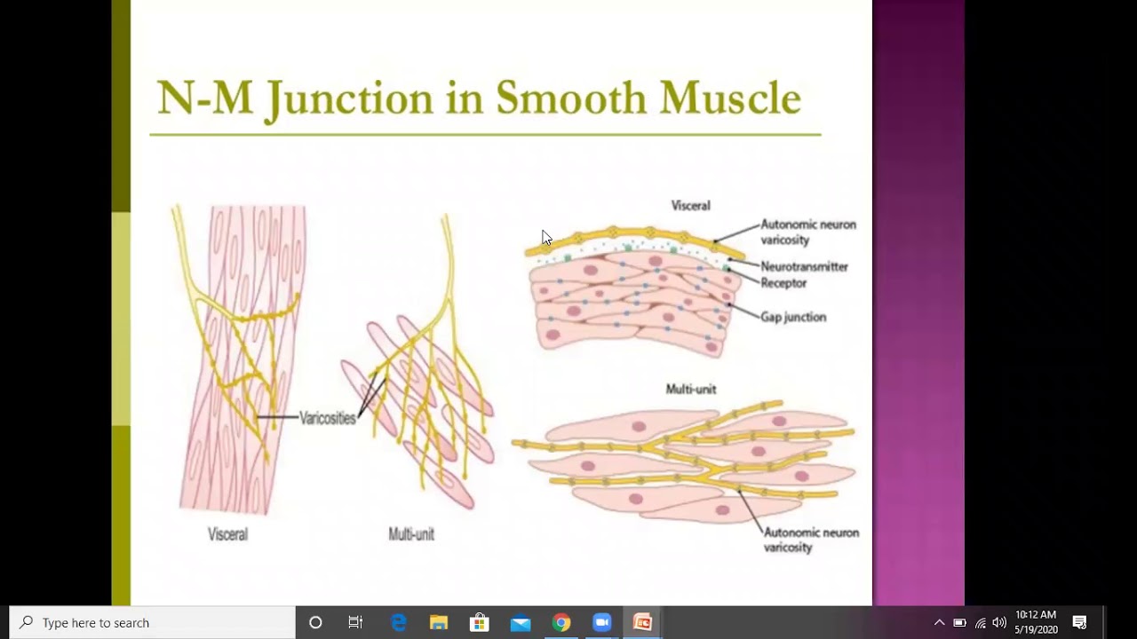nervous and hormonal control of smooth muscles - YouTube