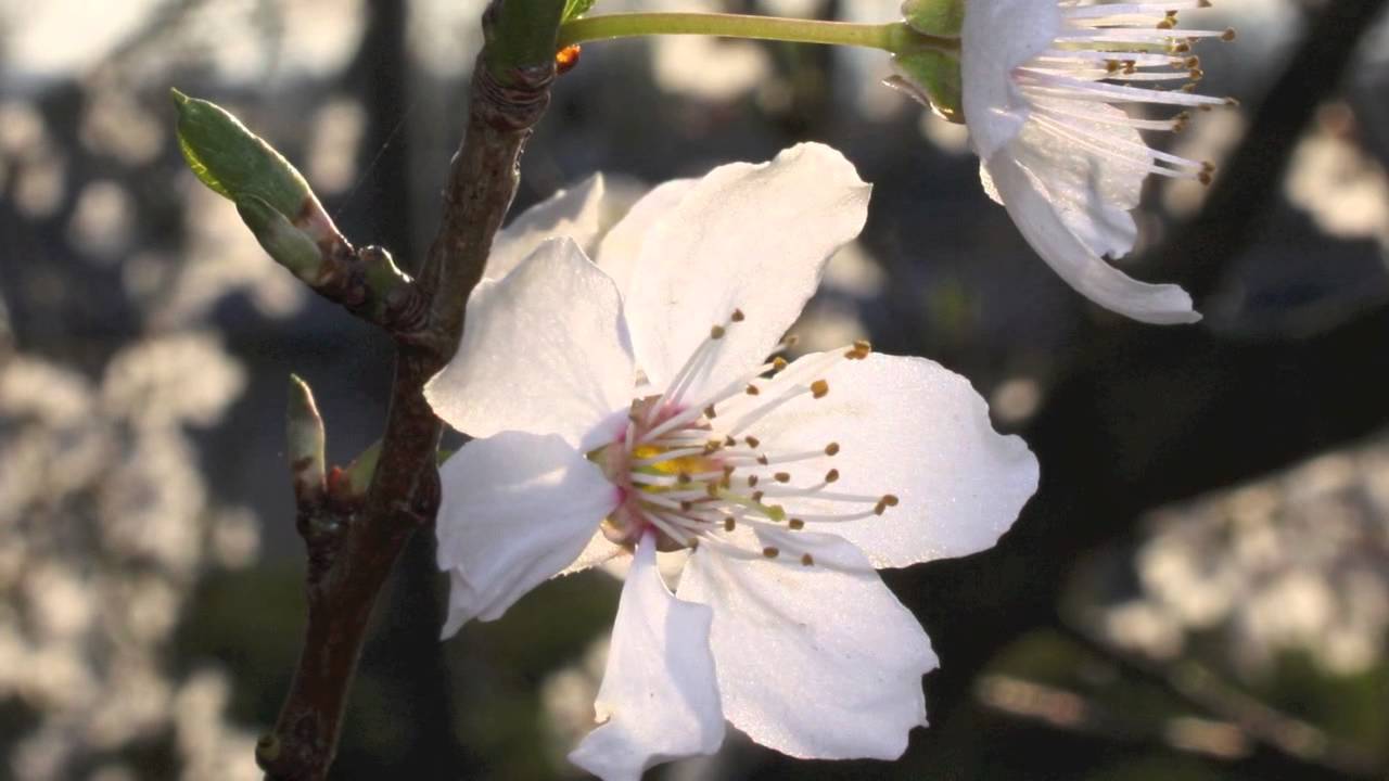 March - Almond Trees in Full Blossom - YouTube