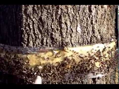 Canker Worm Tree Banding - YouTube