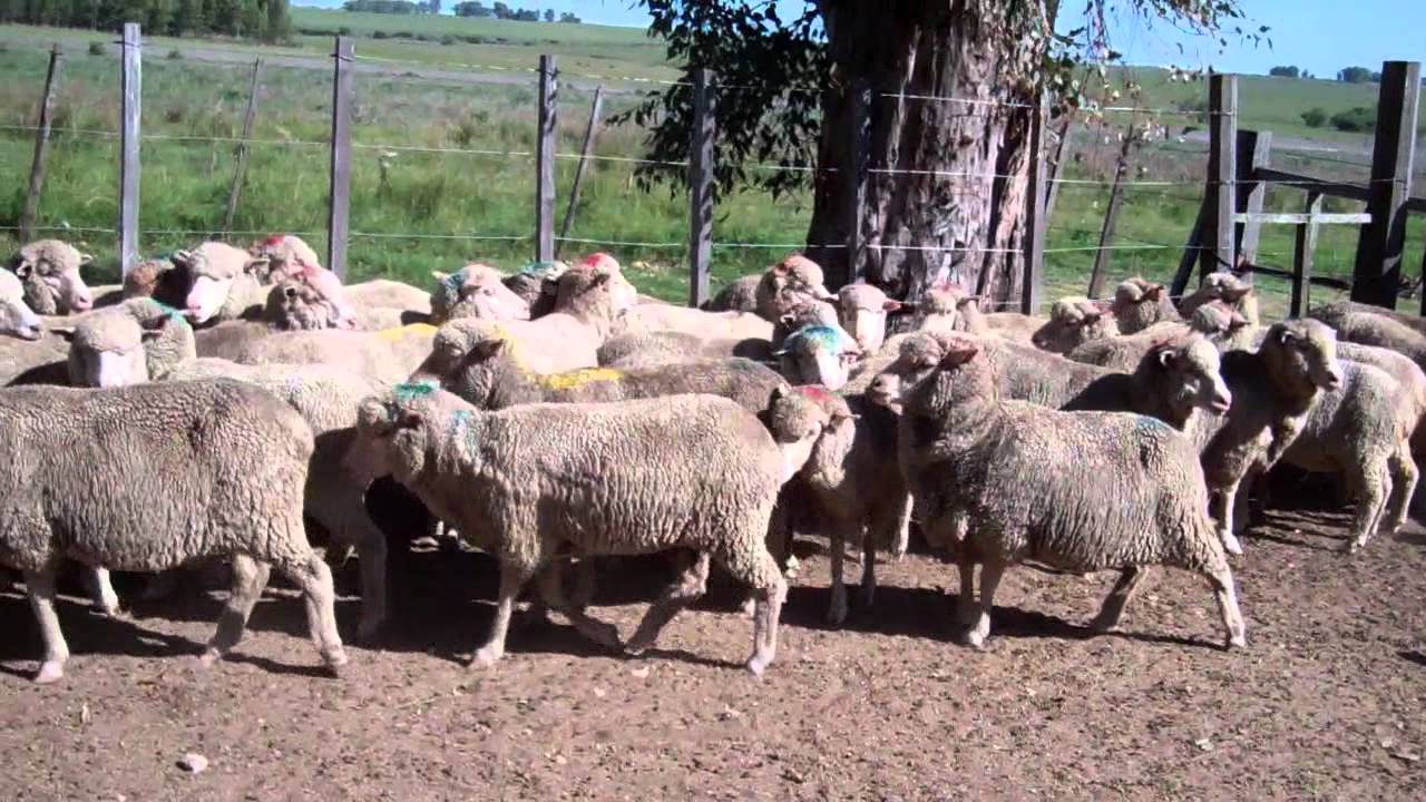 34 Ovejas Merino - YouTube