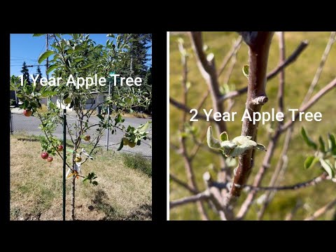 Apple combo (Combination) fruit tree plant update April 2021.. Second ...