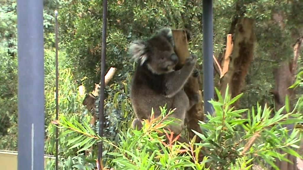 Jumping koala (Healesville Sanctuary, Australia) - YouTube