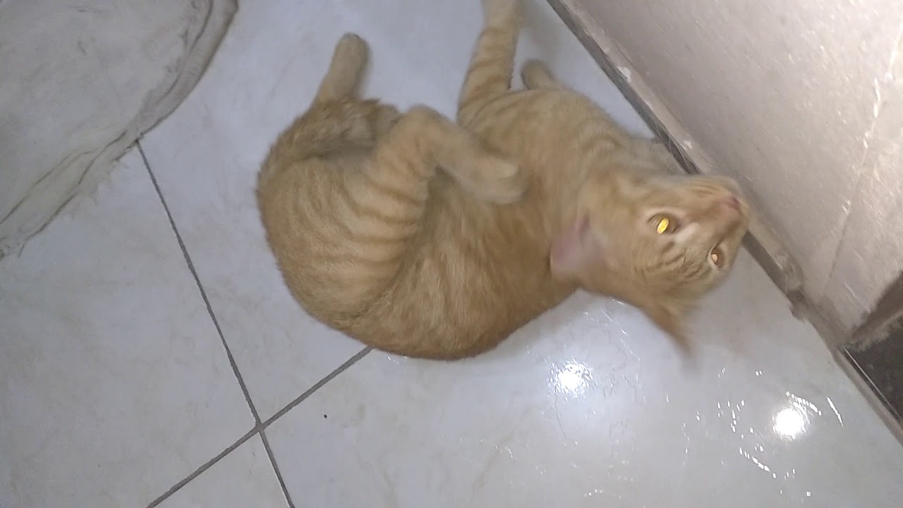 GATO NOIADO DE QBOA!!!! - YouTube