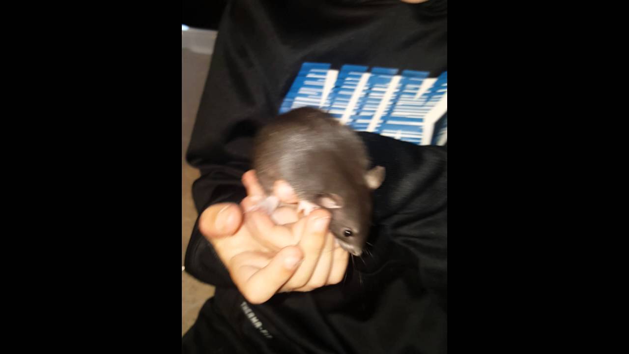 Our new baby Sass - YouTube