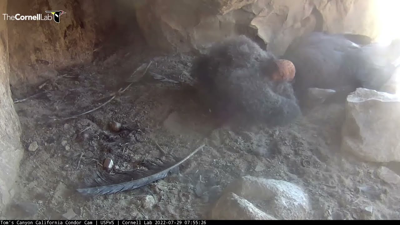 Condor Chick And Mom Preen and Cuddle After Feeding – July 29. 2022 ...