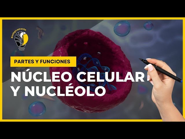 Cual Es La Funcion Y La Estructura Del Nucleo Y Nucleolo