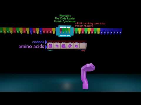 Protein synthesis animation by 3D models - YouTube