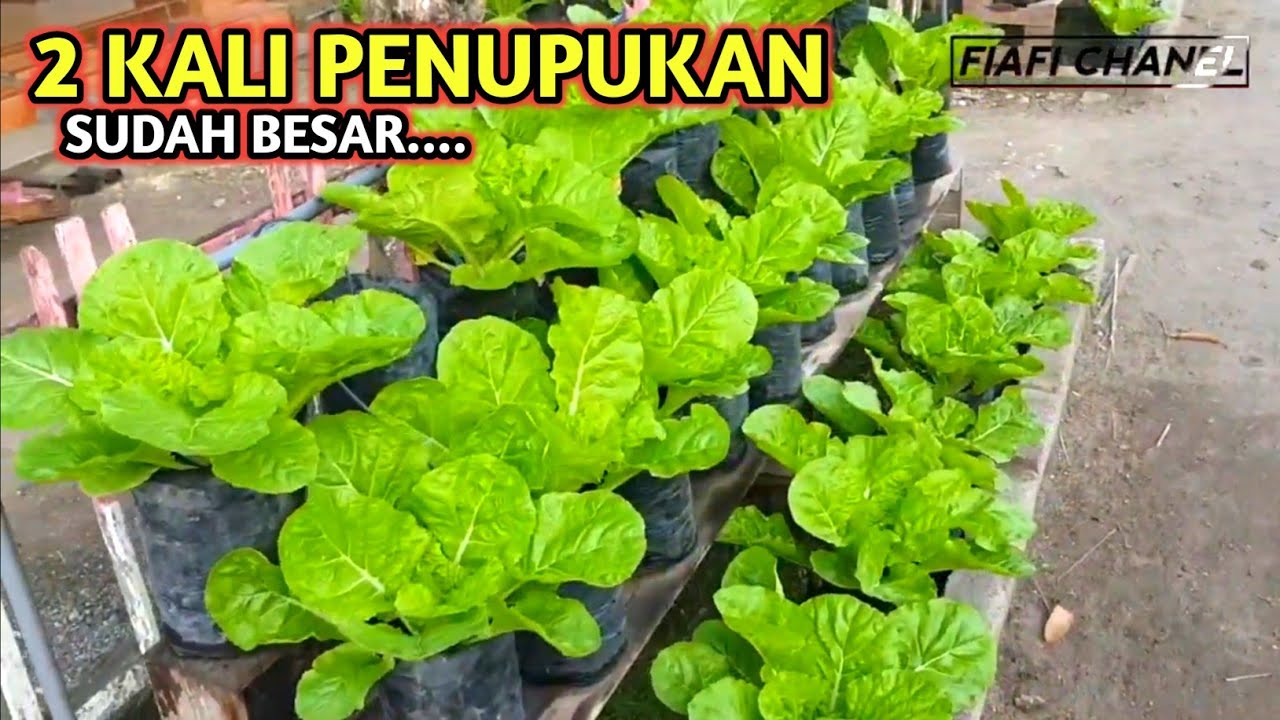 Pemupukan Sawi Samhong Di polibek. Usia Minggu KE 2 - YouTube