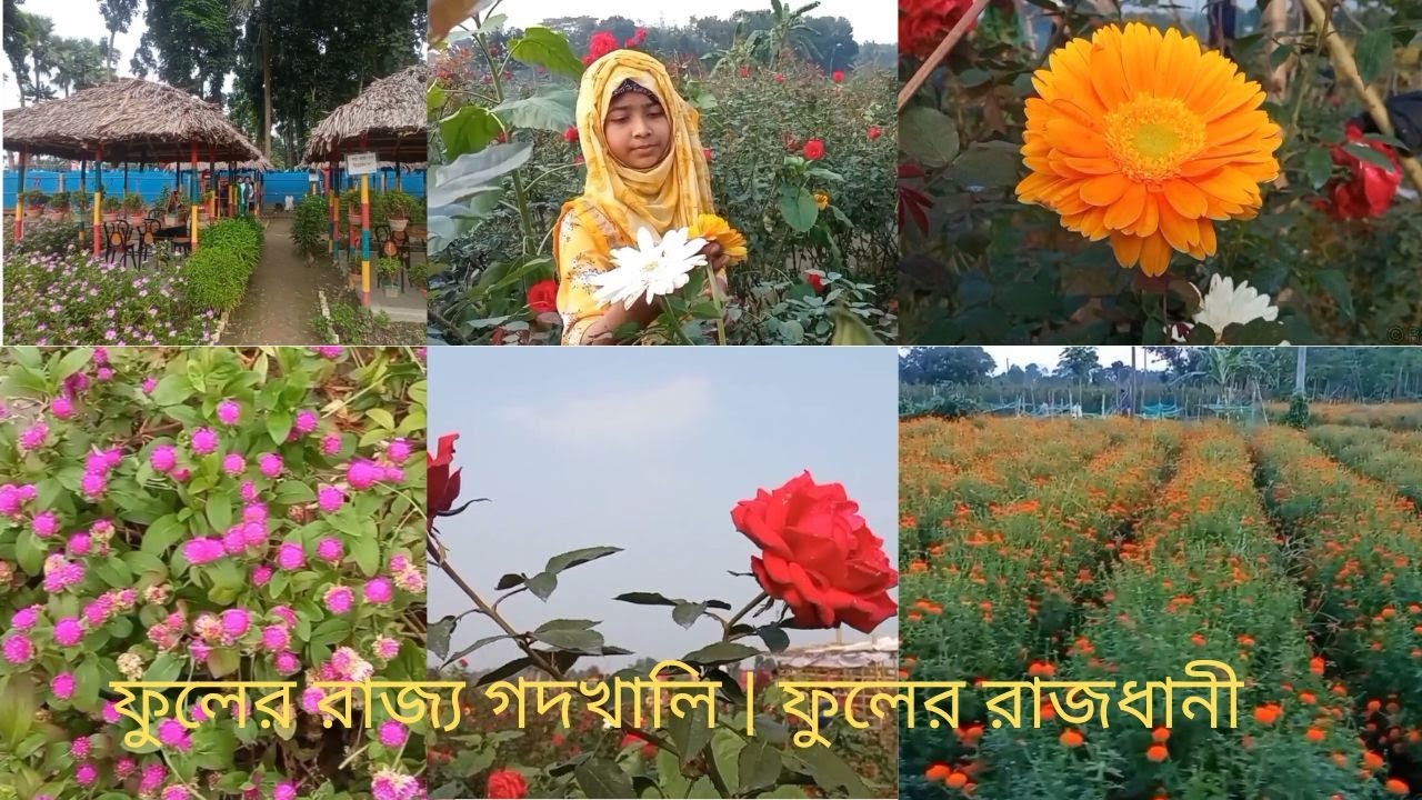 ফুলের রাজ্য গদখালি | ফুলের রাজধানী-godkhali flower market-godkhali ...
