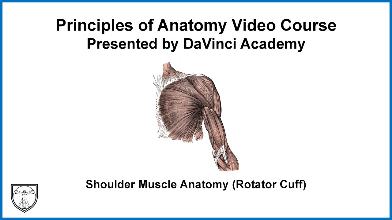 Shoulder Muscle Anatomy (Rotator Cuff) [Upper Limb Anatomy 3 of 18 ...